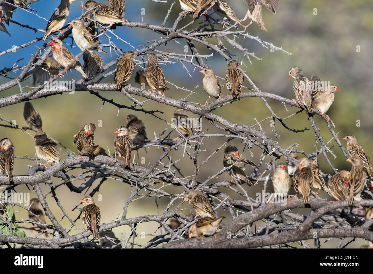 Quelea beccorosso (Quelea quelea), Red-billed Quelea Stock Photo - Alamy