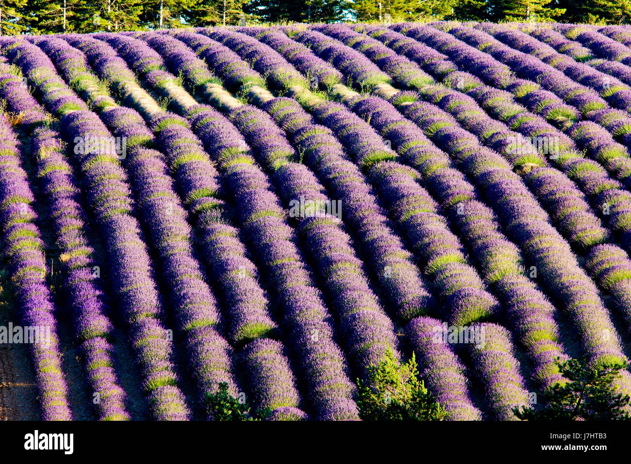 france Provence arrangement flower plant agriculture farming field ...