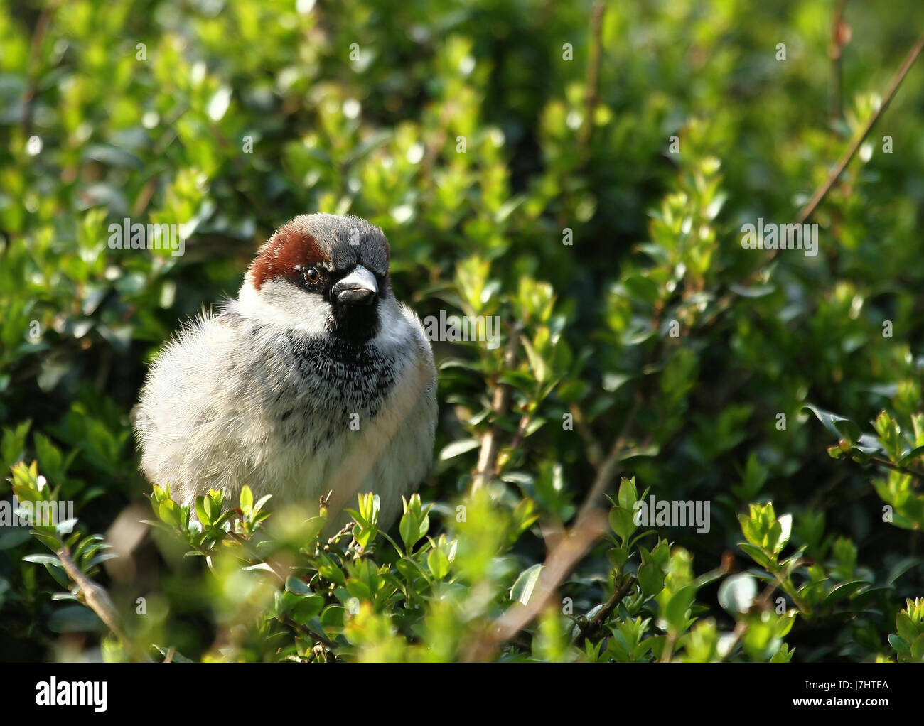 bird birds sunlight beak feathering sparrow singing-bird bobolinks beaks leaf Stock Photo - Alamy