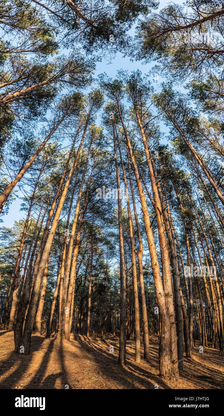 Looking up at the sky in the spring forest Stock Photo - Alamy