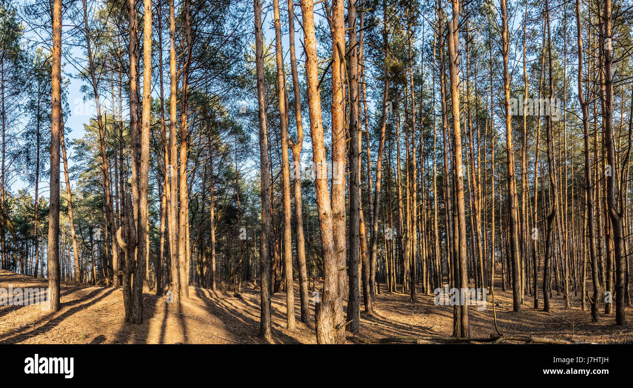 Spring pine forest in the evening sun Stock Photo - Alamy