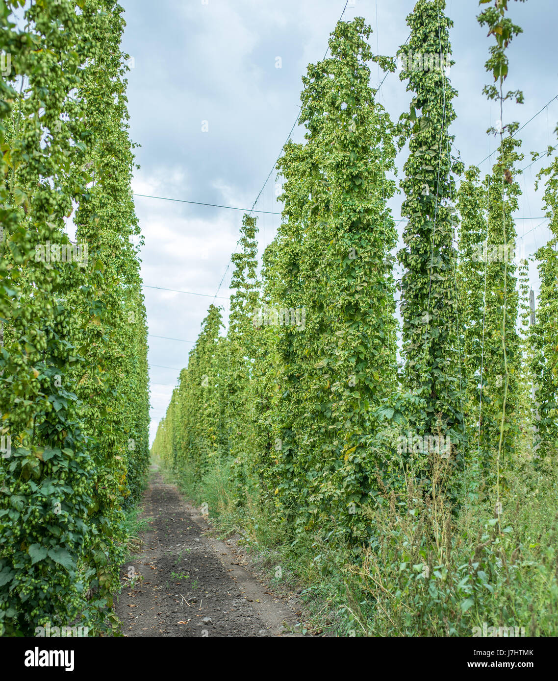 Hops yard. Hops plants climbing of special supported strings or wires ...