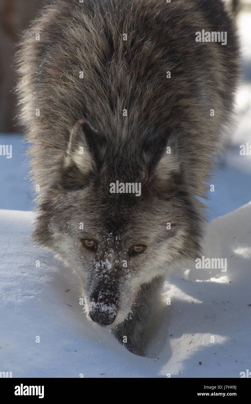 female mammal wild nature female winter wild snow coke cocaine material ...