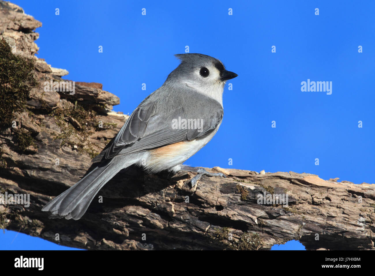 blue bird wild wildlife titmouse firmament sky nature blue animal bird ...