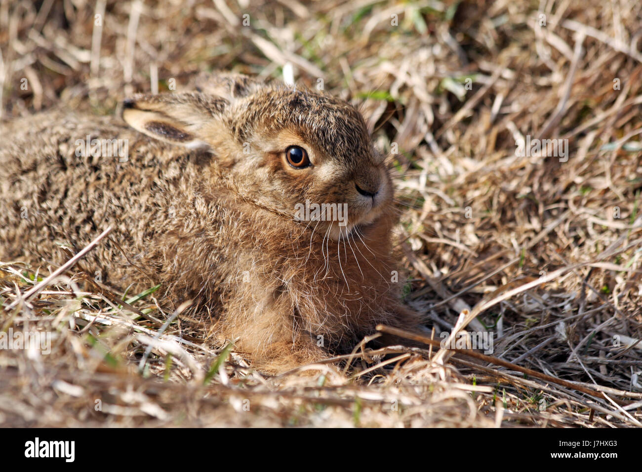 The hare and the well hi-res stock photography and images - Alamy