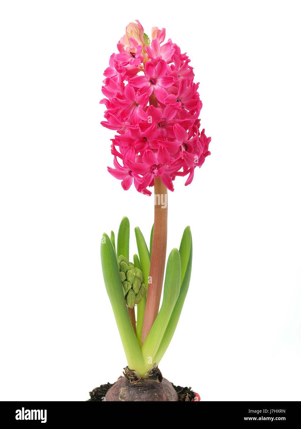 isolated flower plant spring pot hyacinth nature blue single isolated ...