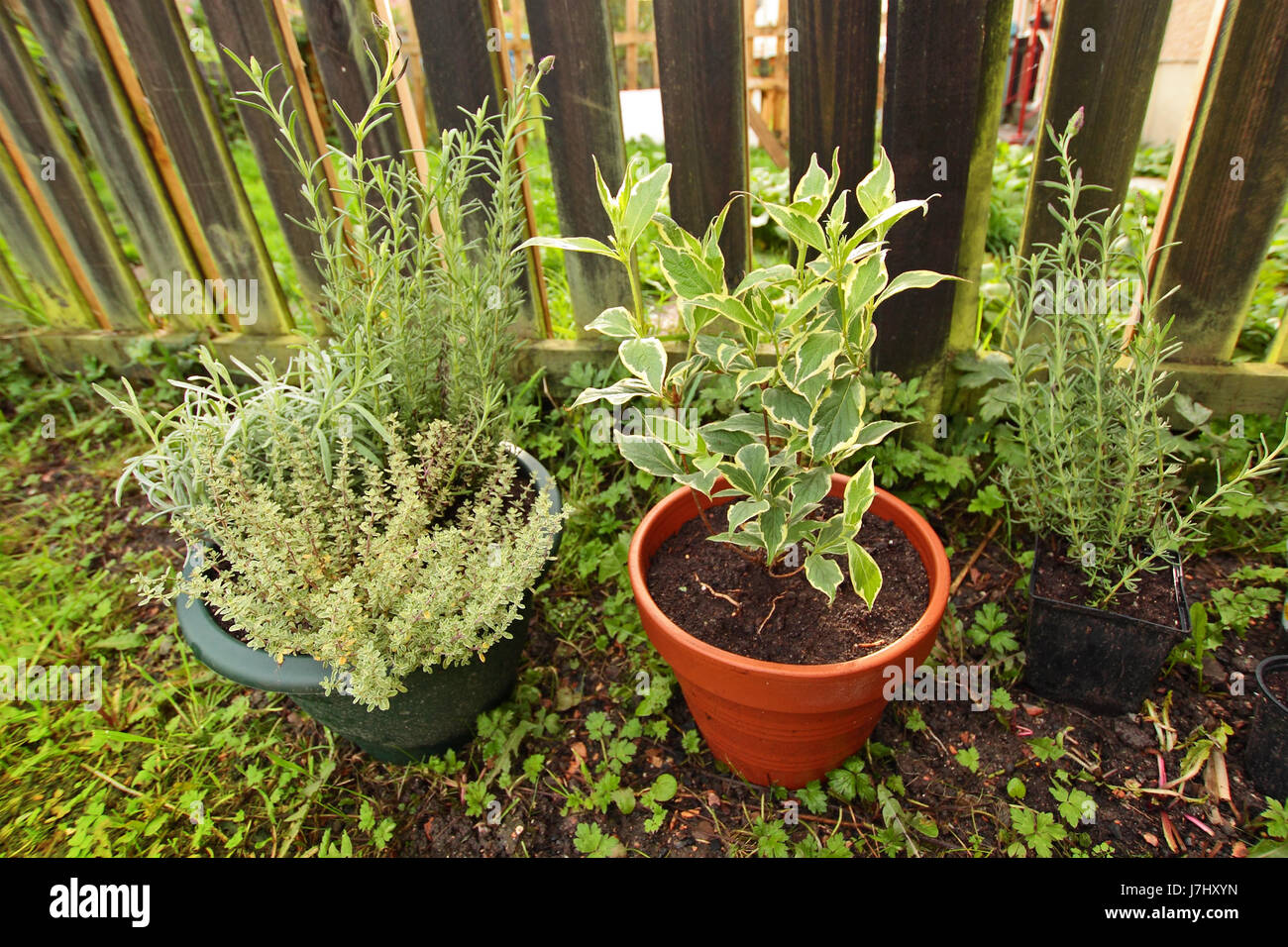 leaf environment enviroment garden flower plant ground soil earth humus ...