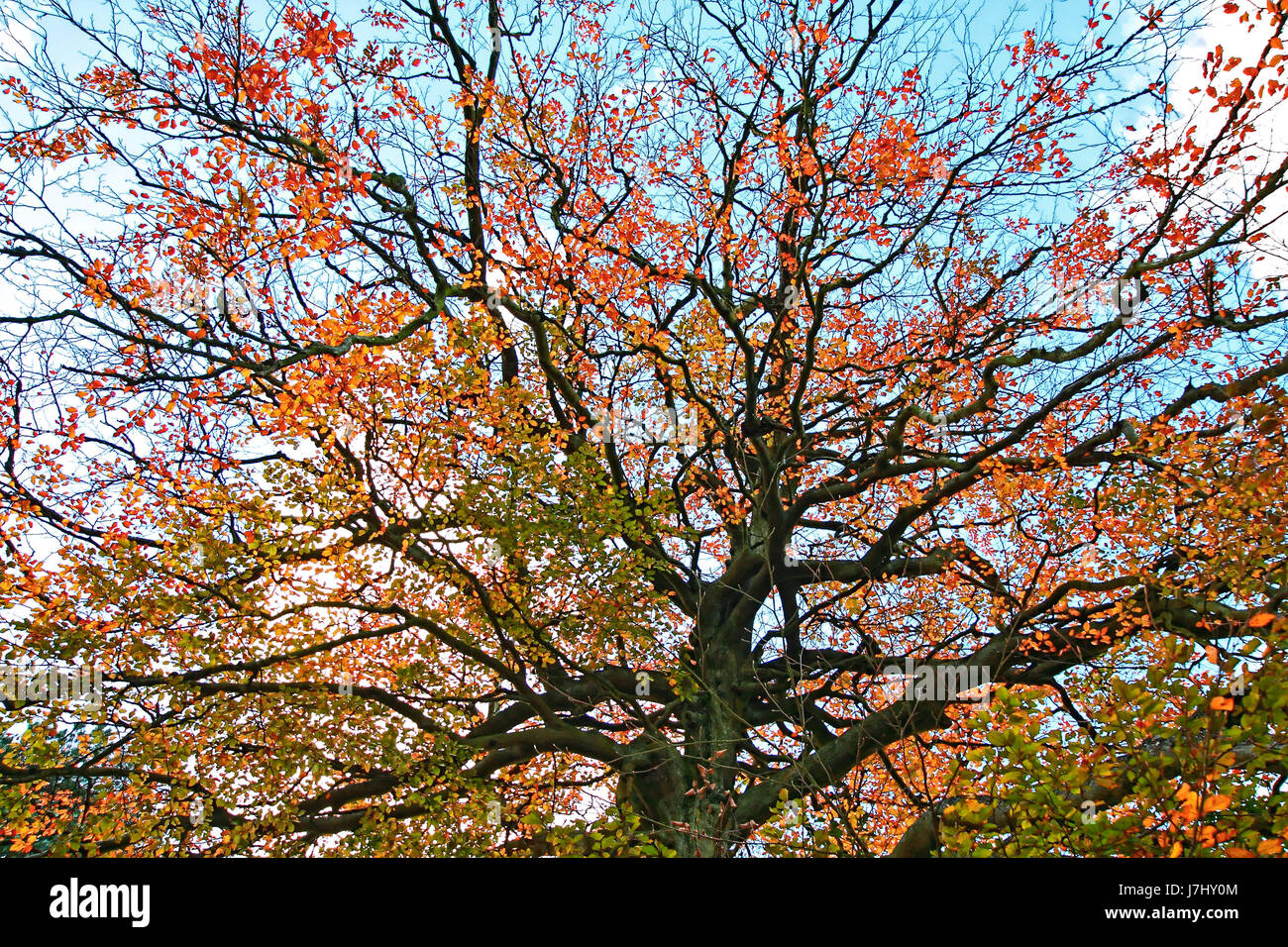 blue beautiful beauteously nice leaf environment enviroment colour tree ...