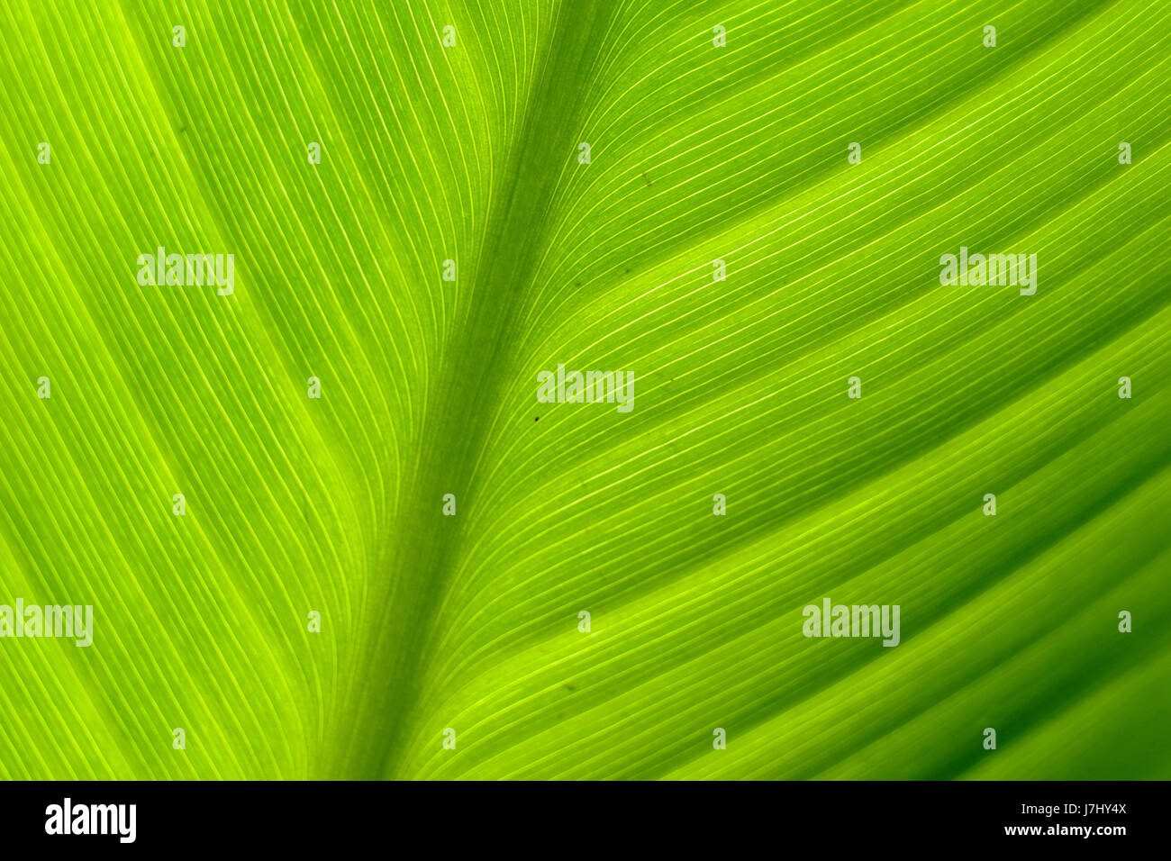 Arrowroot Leaf, backlit Stock Photo - Alamy