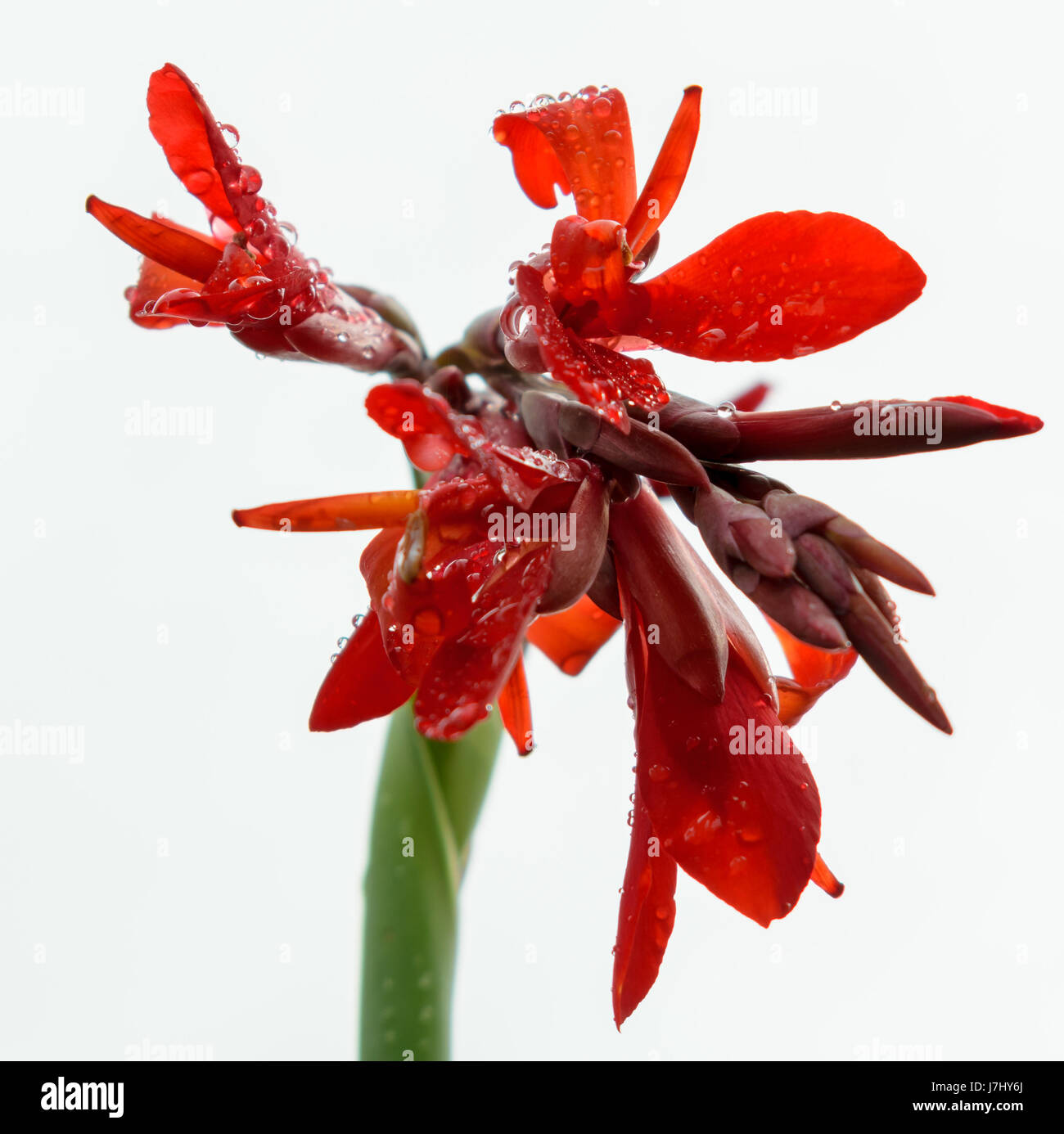 Arrowroot hi-res stock photography and images - Alamy