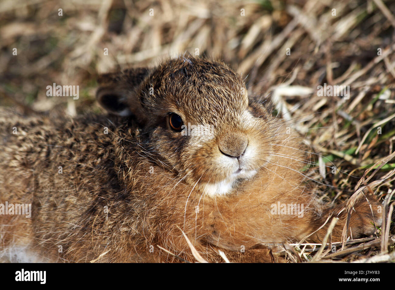young hare close Stock Photo - Alamy
