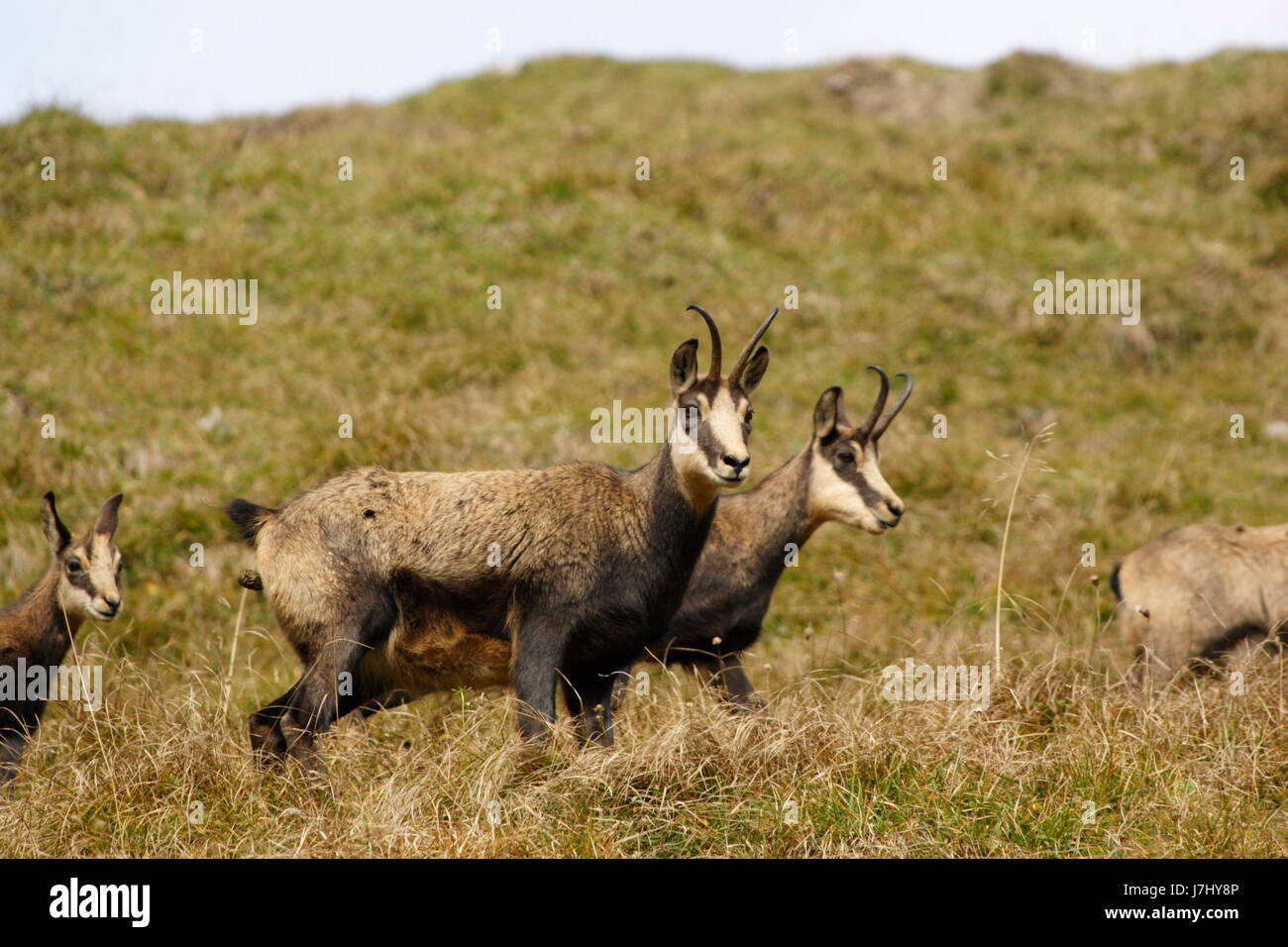 Four chamois hi-res stock photography and images - Alamy
