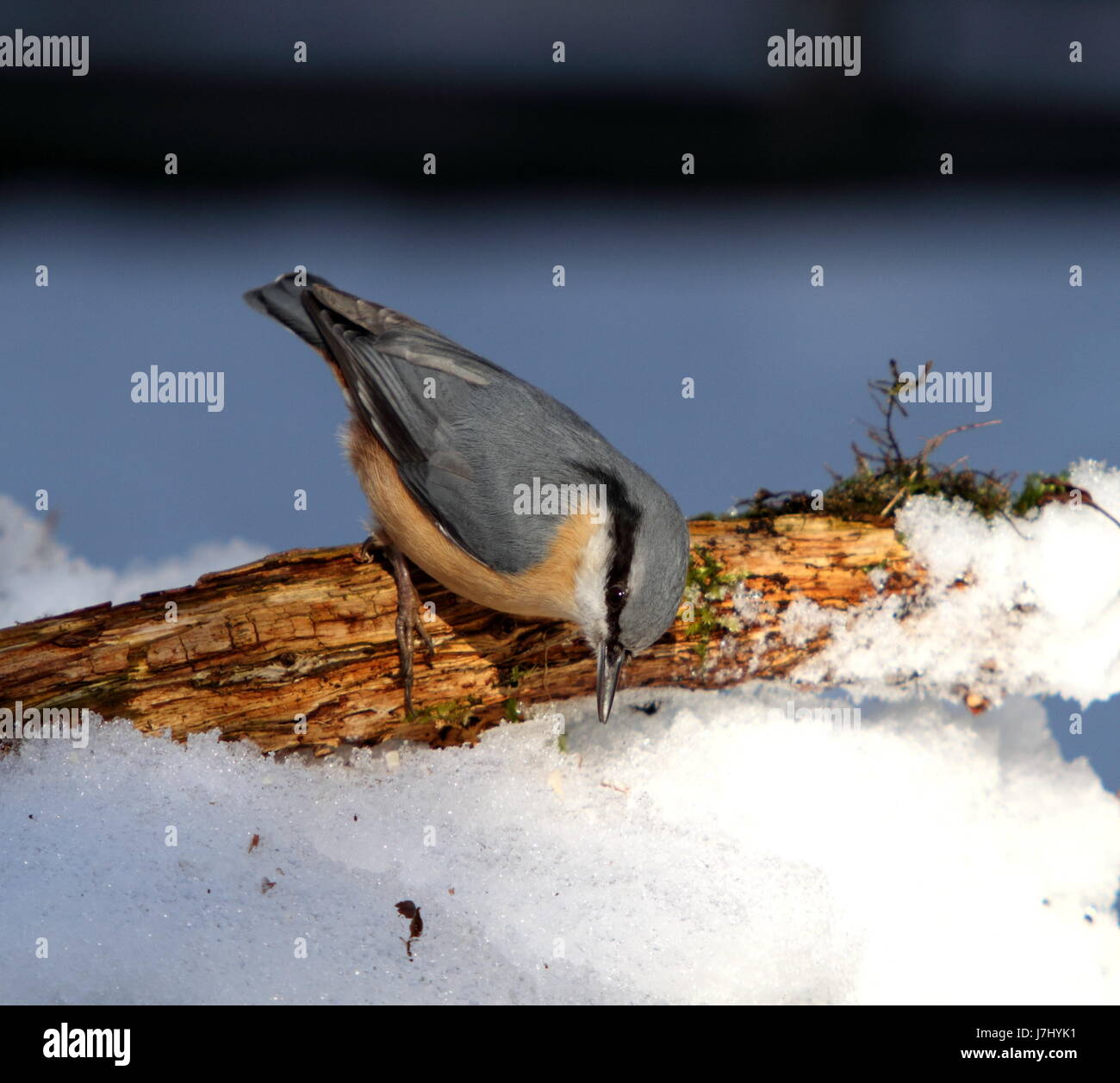 Foraging figure hi-res stock photography and images - Alamy