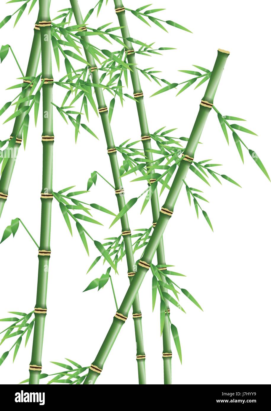 bamboo forest set. spa nature. plant tree with leaves Stock Vector ...