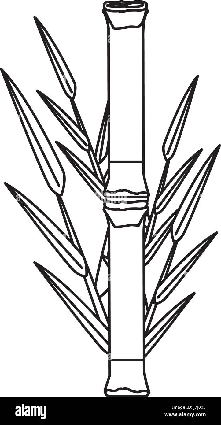 bamboo forest set. spa nature. plant tree with leaves Stock Vector ...