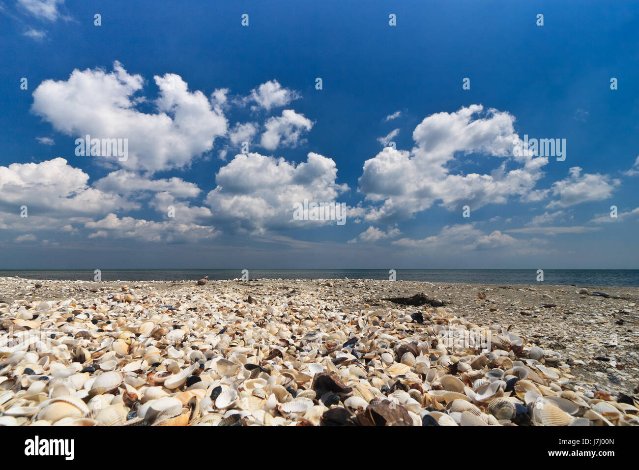 beach seaside the beach seashore summer summerly coast seashell clouds ...
