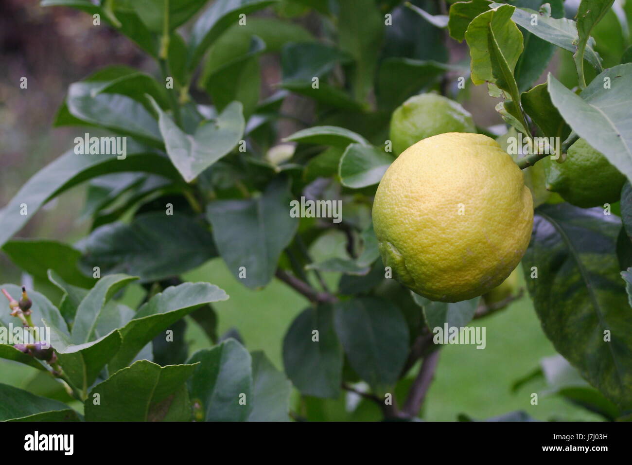 Odd Shaped Eureka Lemon Stock Photo - Alamy