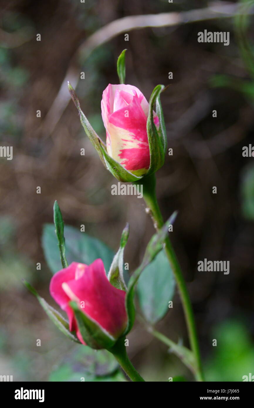 Roses miniture hi-res stock photography and images - Alamy