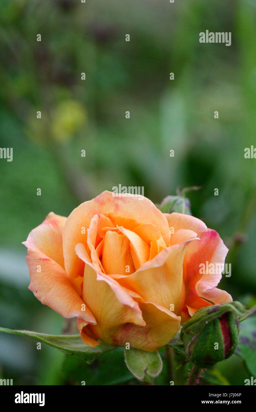 Woburn Abbey Rose varigated Stock Photo - Alamy