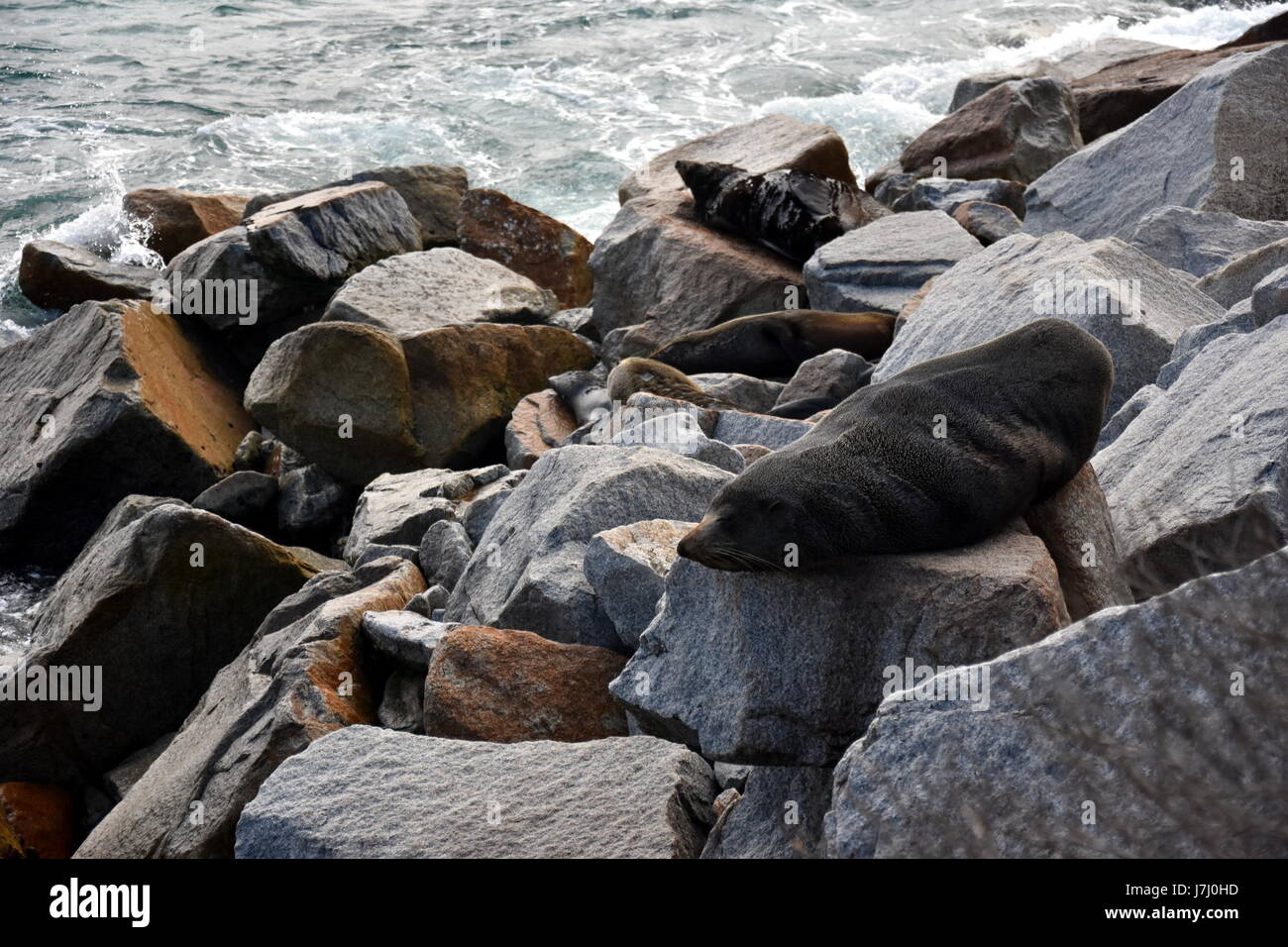 A seal basks in the sun in Narooma. Sleepy fur seal basques in the ...