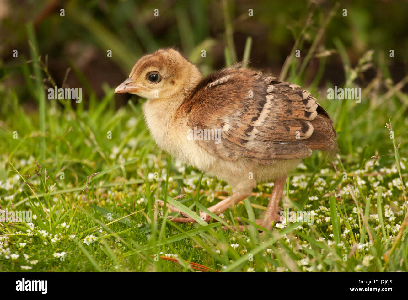 Indian Peafowl Baby Stock Photos & Indian Peafowl Baby Stock Images - Alamy