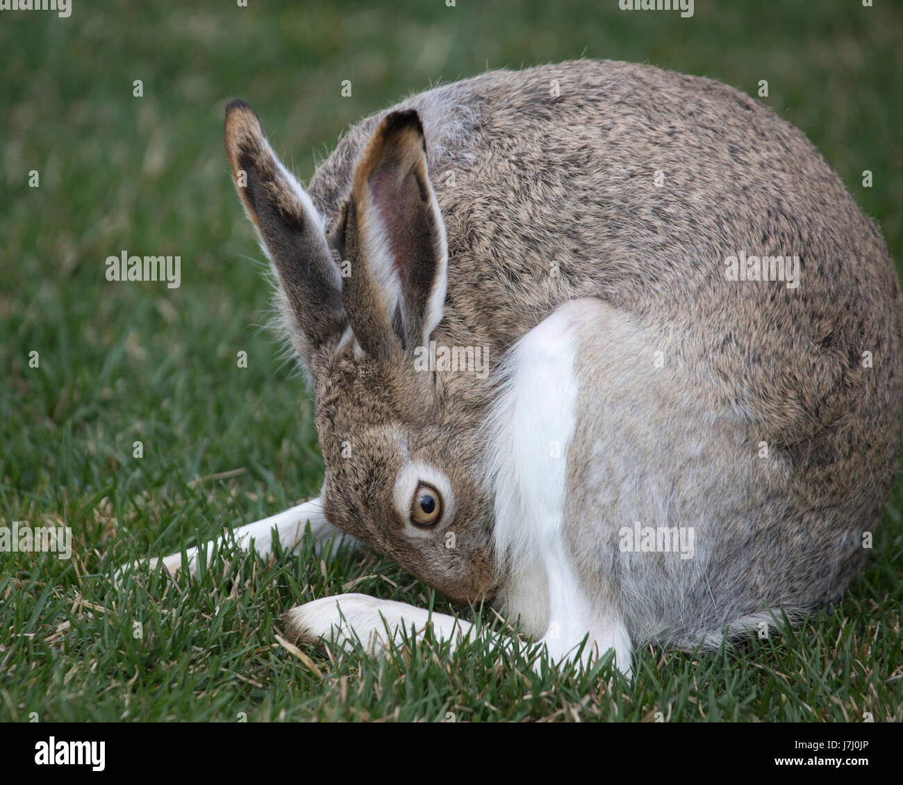 White tailed jackrabbit (Lepus townsendi) eating cecotrope, produced by ...