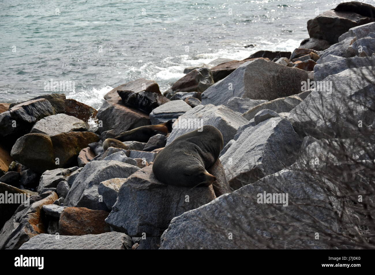 A seal basks in the sun in Narooma. Sleepy fur seal basques in the ...