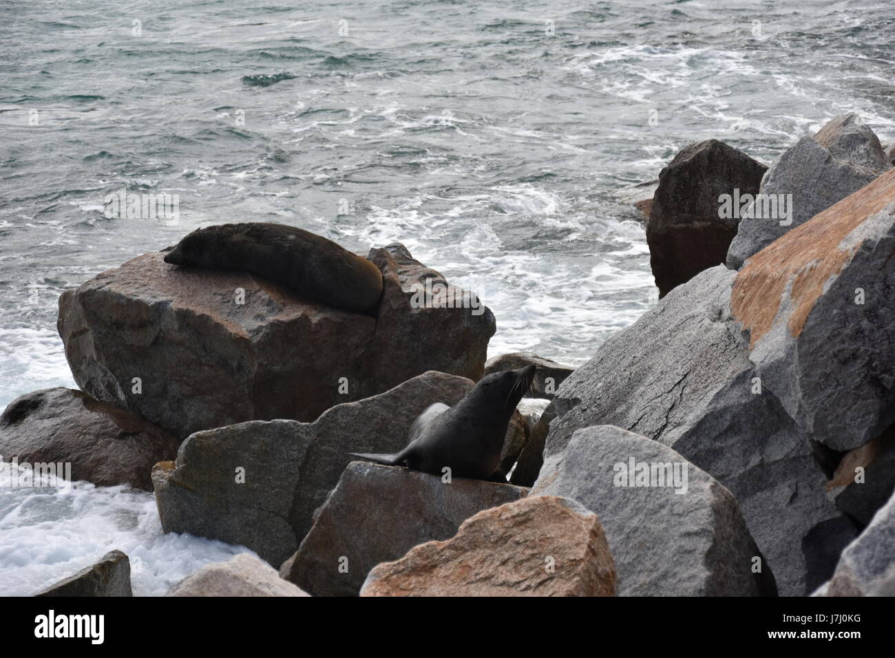 A seal basks in the sun in Narooma. Sleepy fur seal basques in the ...