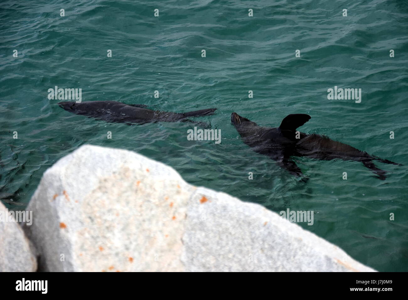 Two seals swimming in the sea at Narooma. The Australian Fur Seal ...