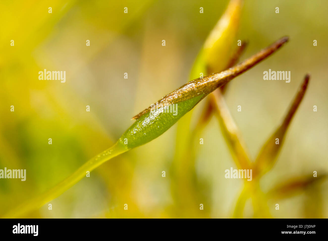 wall rotary tooth moss spore capsules Stock Photo - Alamy