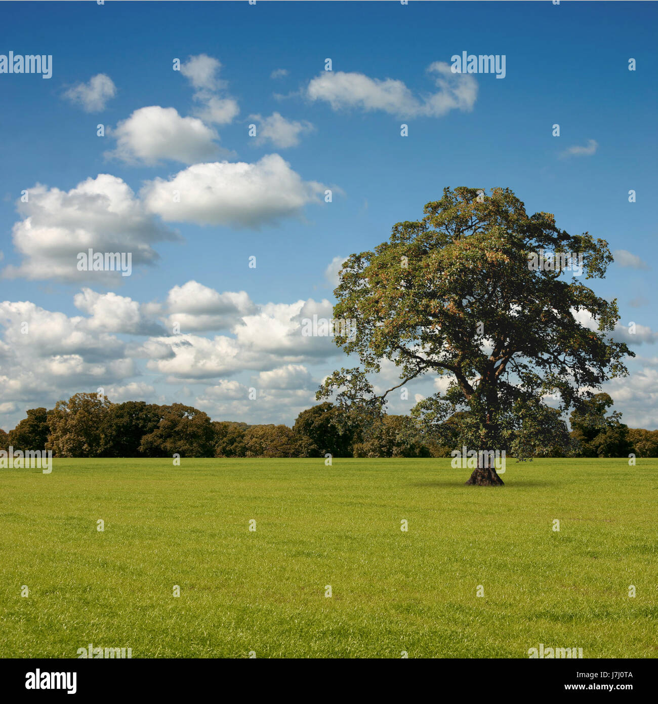 tree landscape scenery countryside nature meadow grass lawn green ...