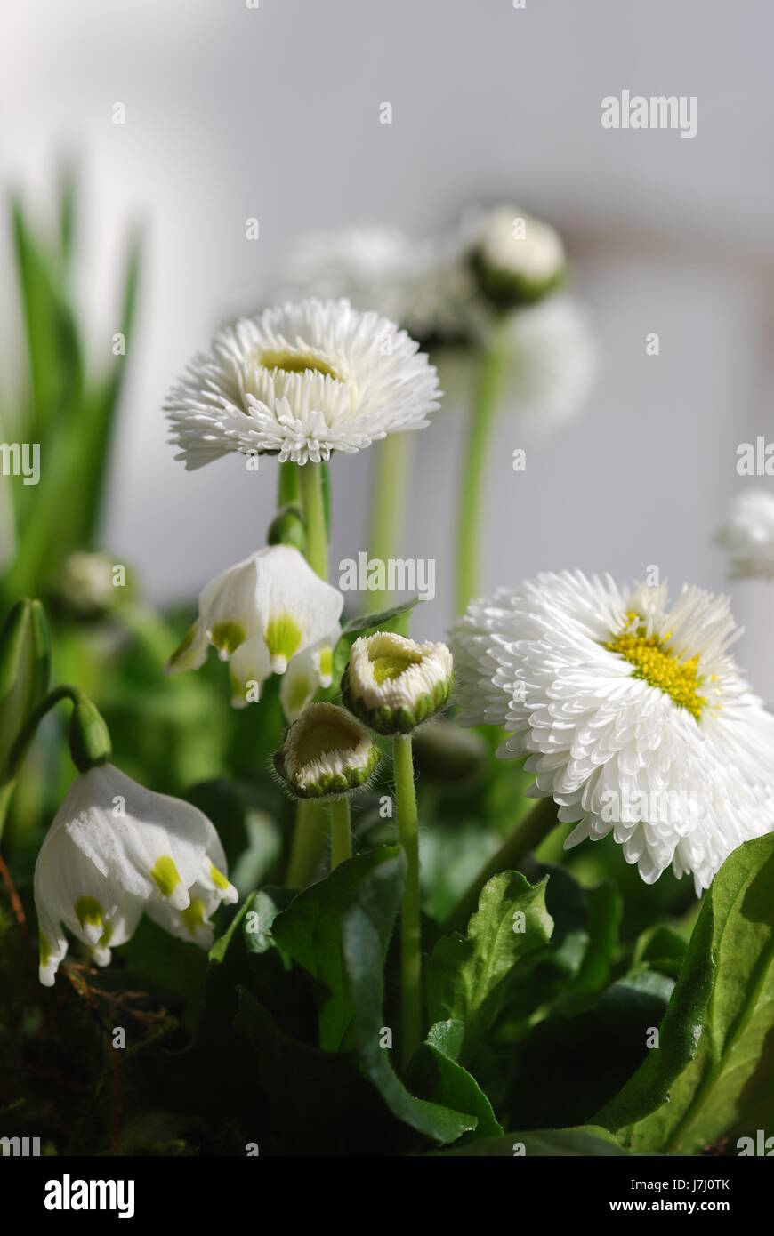 bellis white double Stock Photo - Alamy