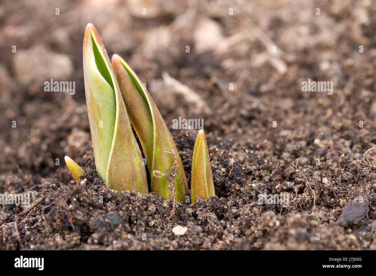plant shoots in spring Stock Photo - Alamy