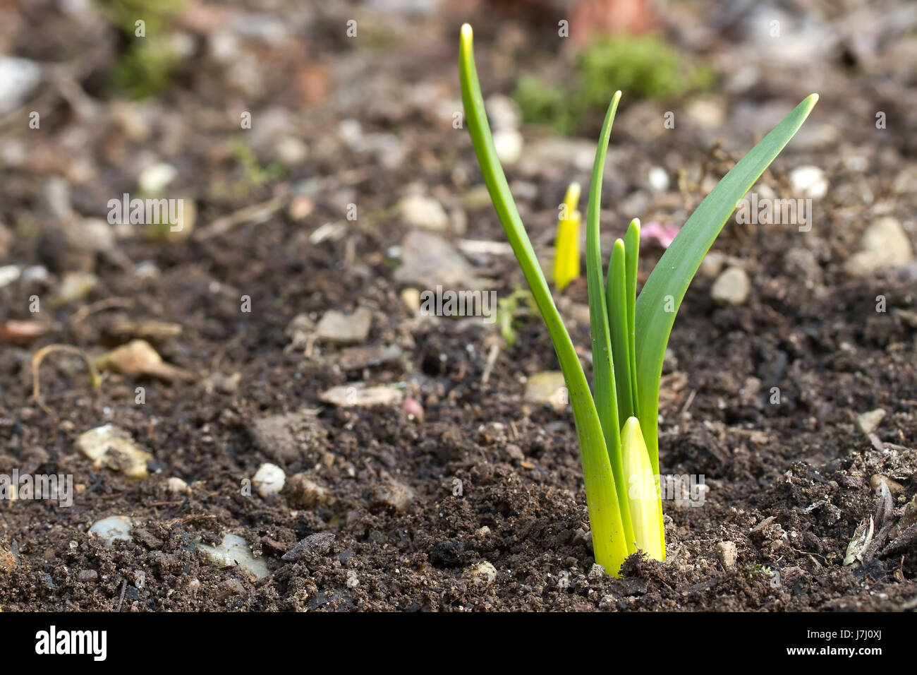 plant shoots in spring Stock Photo - Alamy