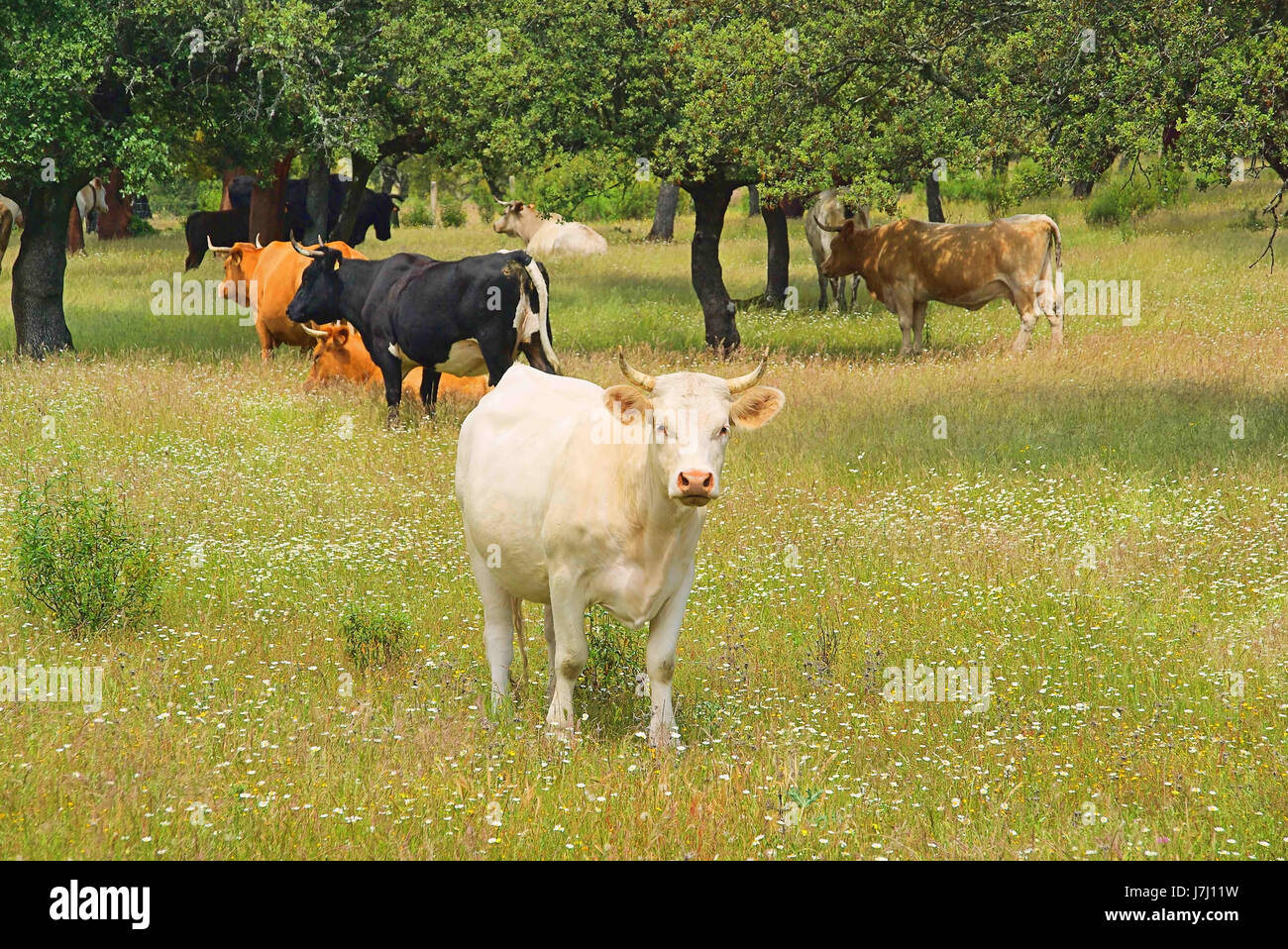 rind - cow 52 Stock Photo - Alamy