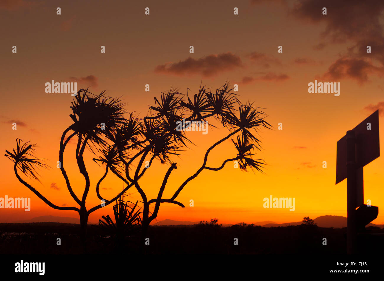 Skinny tree hi-res stock photography and images - Alamy