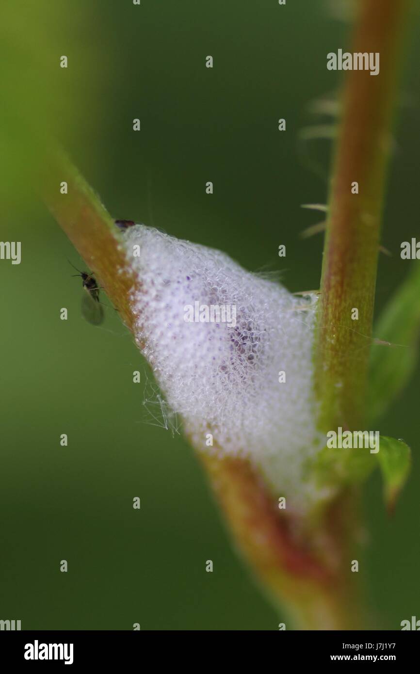 cycads larva and aphid Stock Photo - Alamy