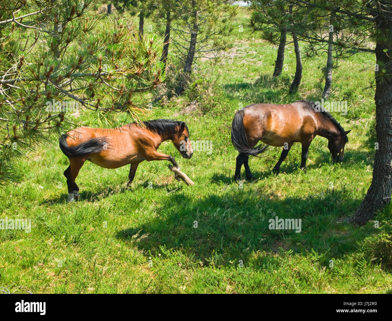 horse horses free green environment enviroment model design project ...