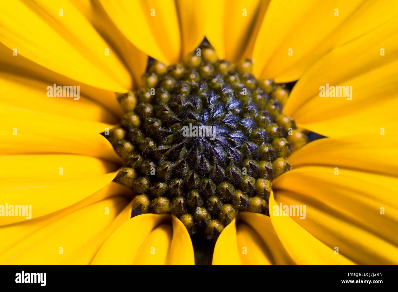 Margarite flowers hi-res stock photography and images - Alamy