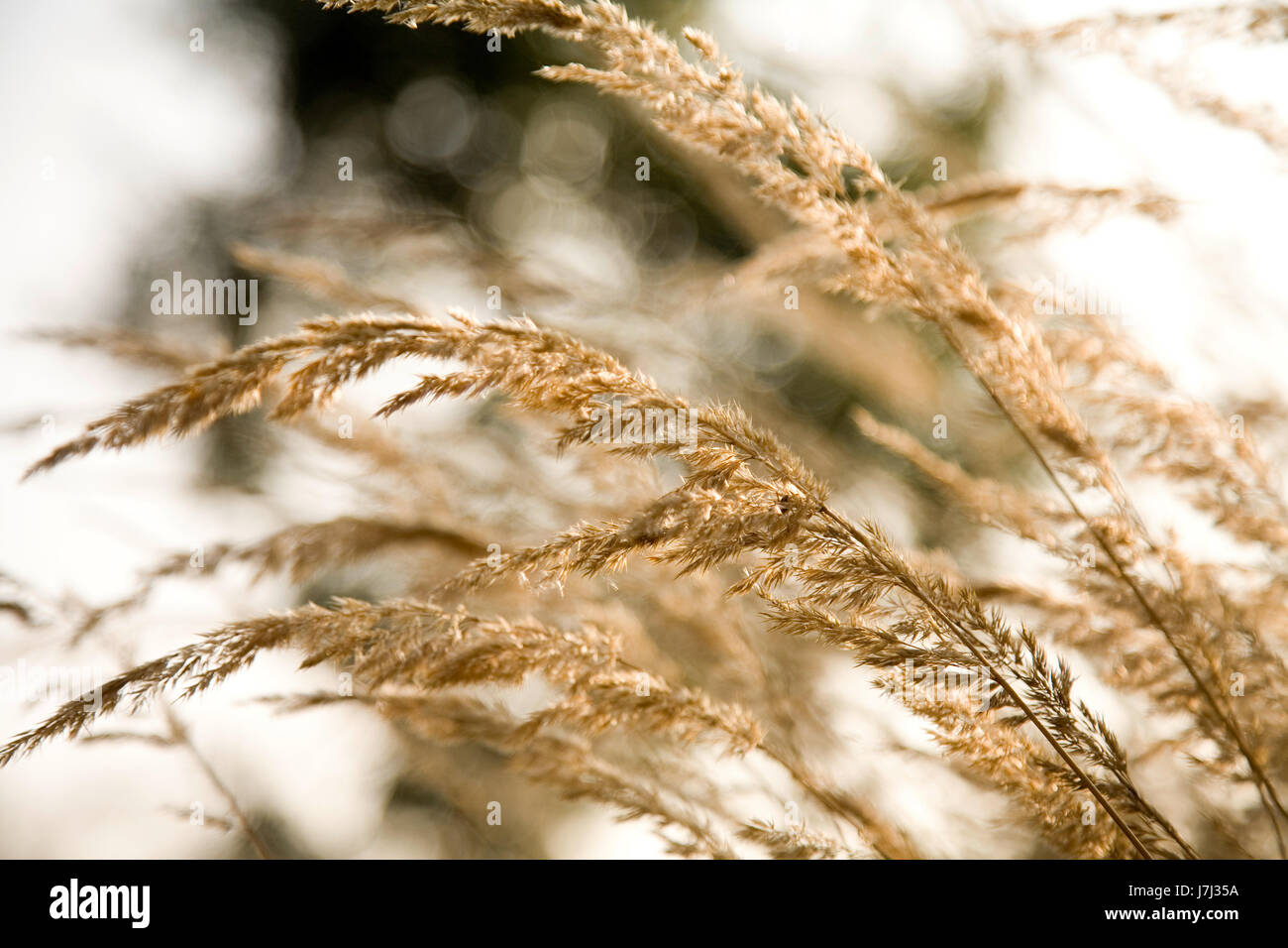 grasses in wind Stock Photo - Alamy