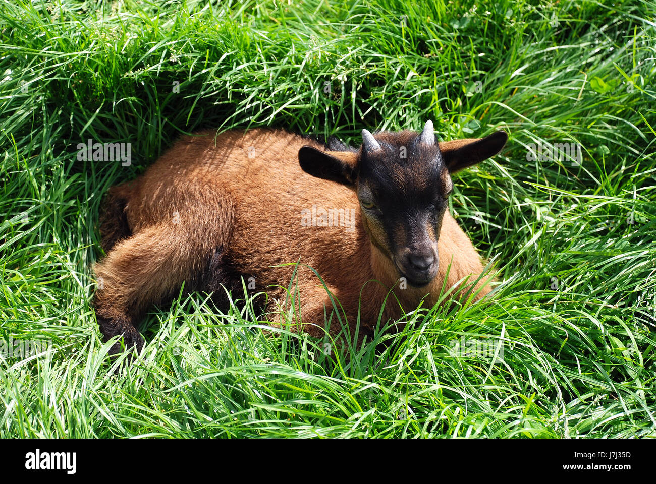 Lying goat hi-res stock photography and images - Alamy