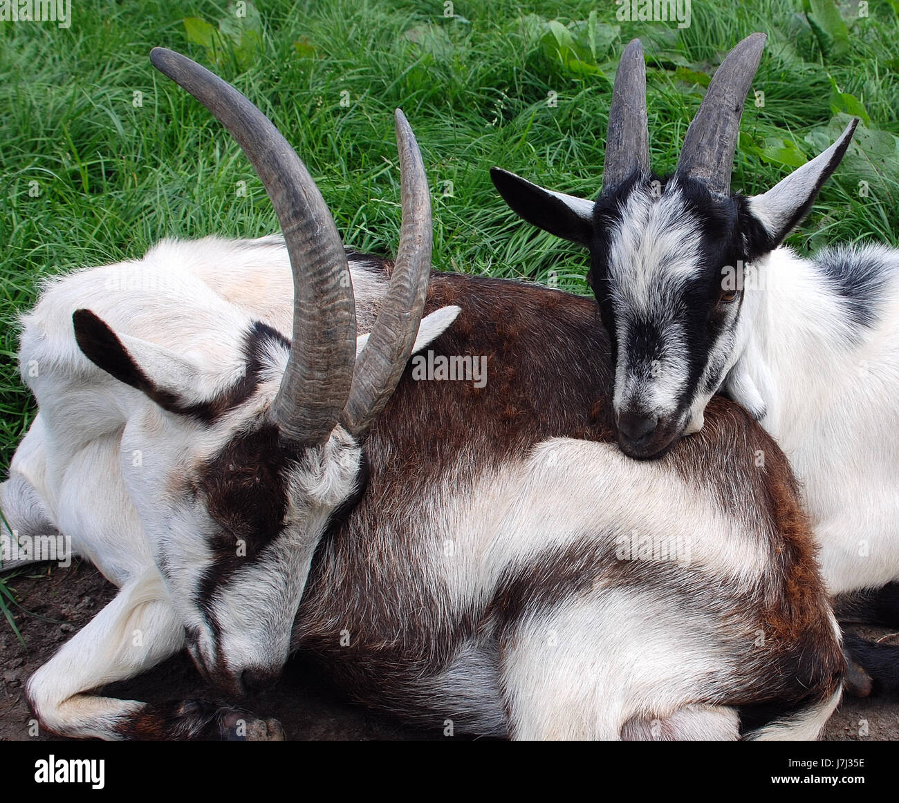 animal pet mammal goat goats biology zoology meadow animal pet mammal ...