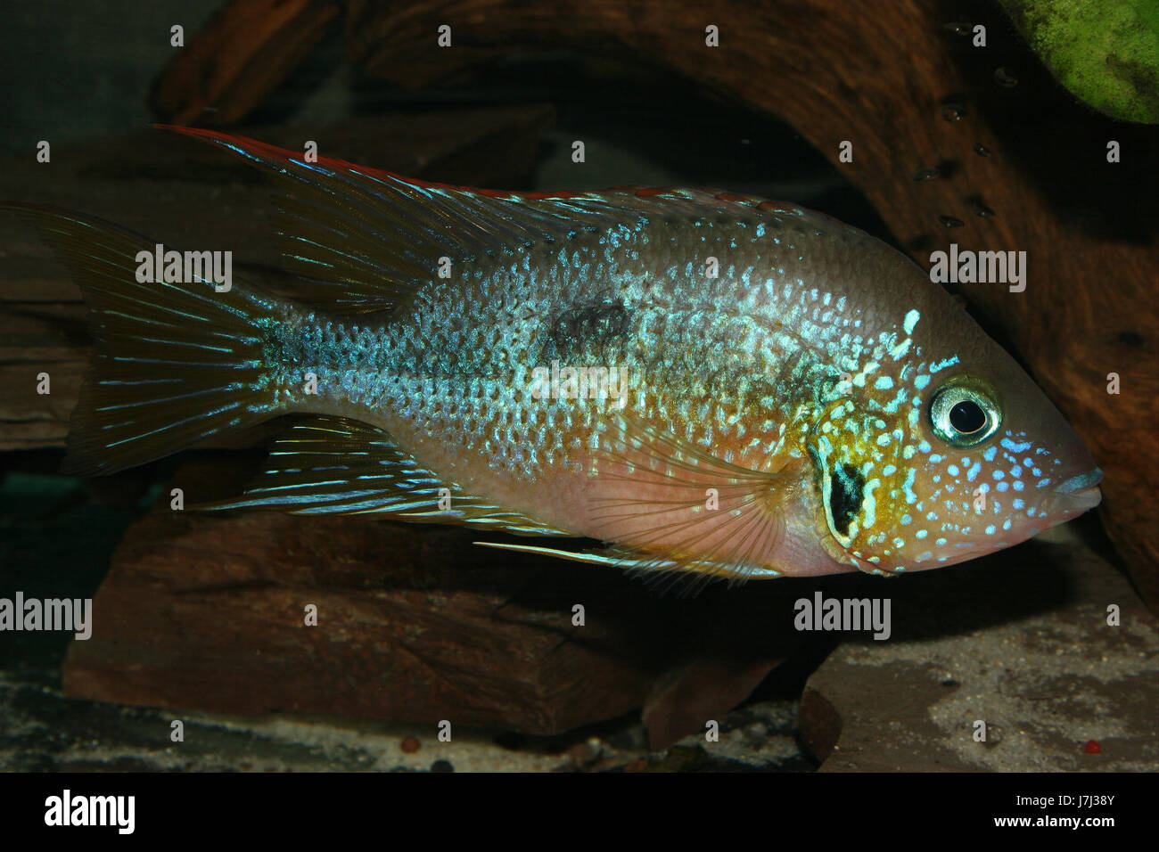 Thorichthys aureus hi-res stock photography and images - Alamy