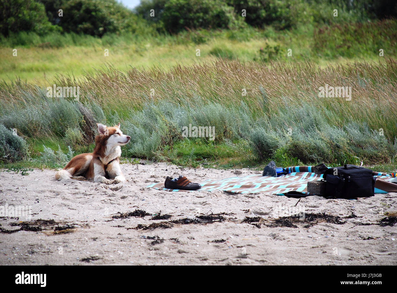husky on the north sea Stock Photo - Alamy