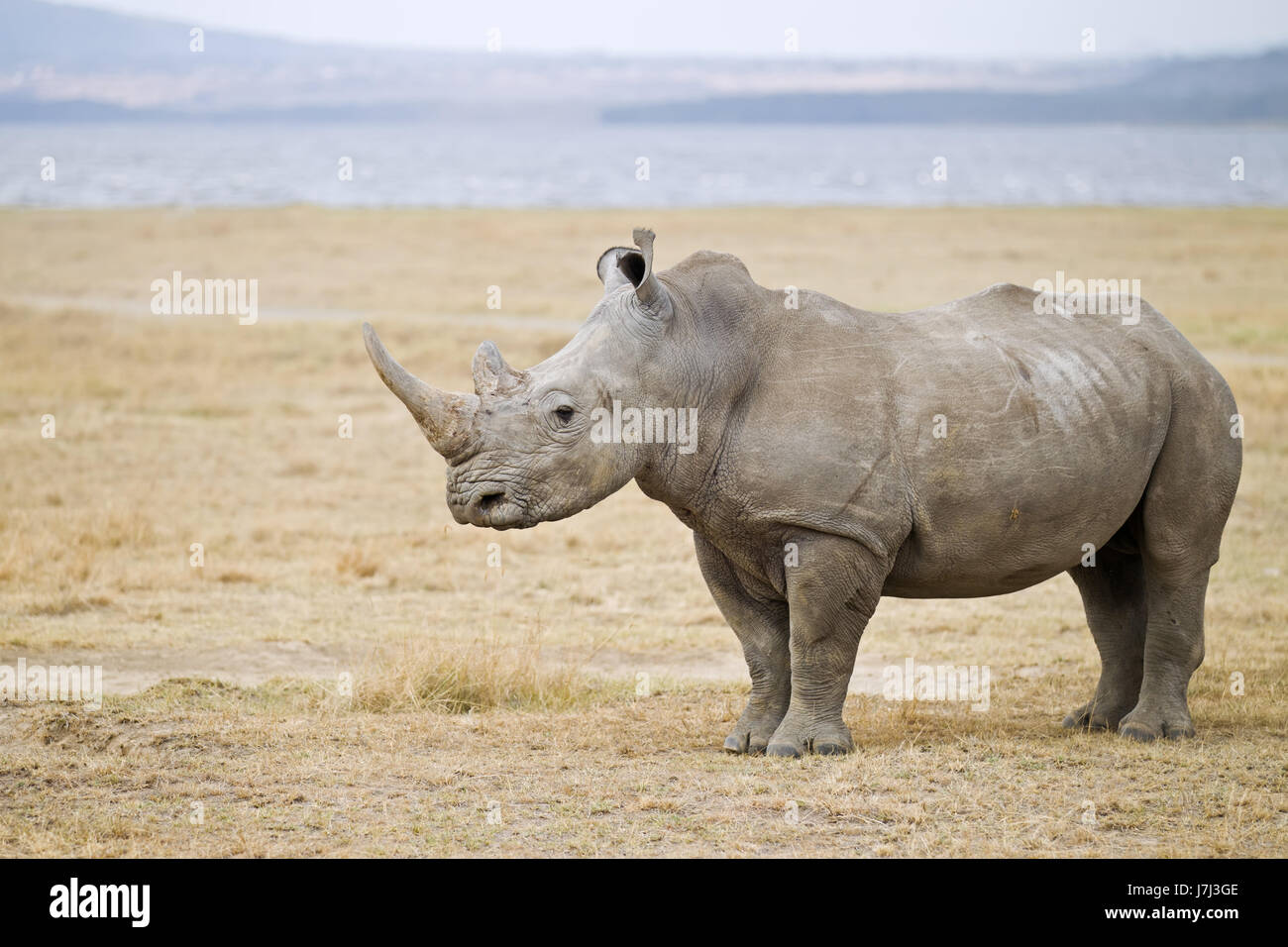 africa rhino rhinoceros kenya safari salt water sea ocean water white ...