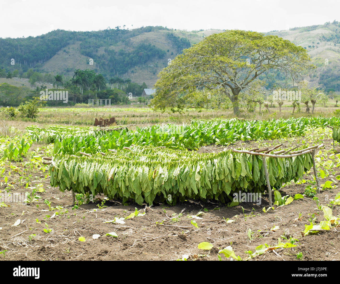 landscape scenery countryside nature leaf leaves agriculture farming ...