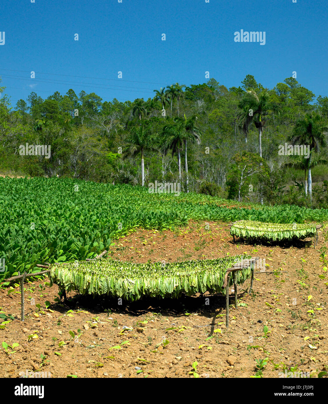 Landscape tobacco fields drying hi-res stock photography and images - Alamy