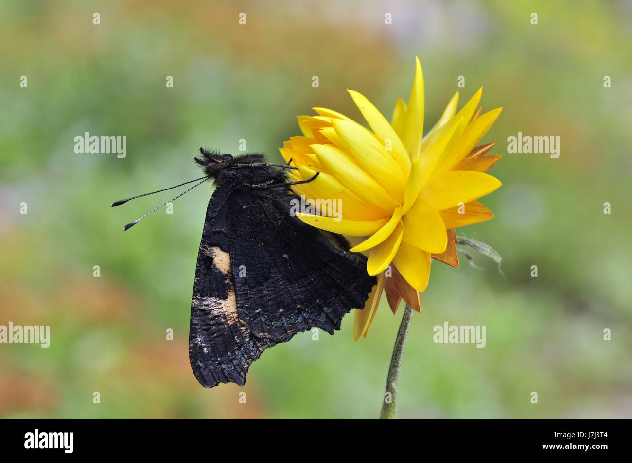 butterfly moth fox smaller macro close-up macro admission close up view ...