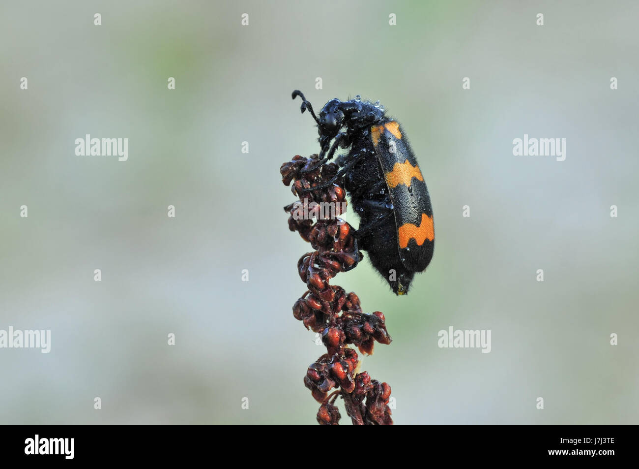 variable oil beetle Stock Photo - Alamy