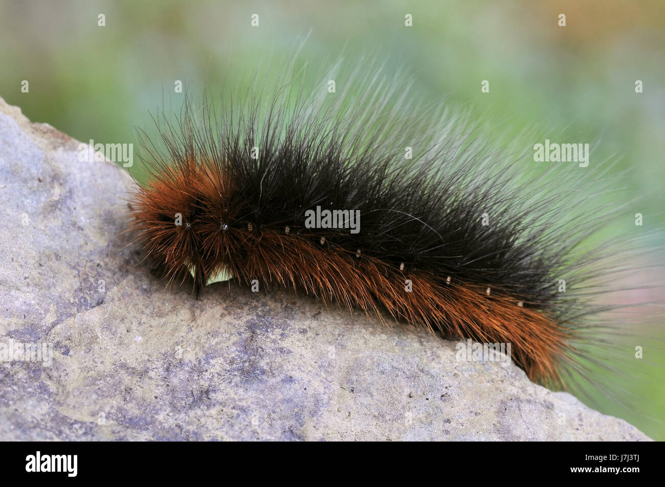 animal insect hairy caterpillar larva hair macro close-up macro ...
